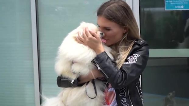 Ukrainian Refugee Reunited With Pet Dog in Calif. | Military.com